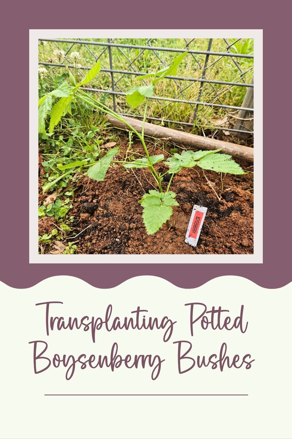 Planting Boysenberries - How To Transplant Potted Boysenberry Bushes ...